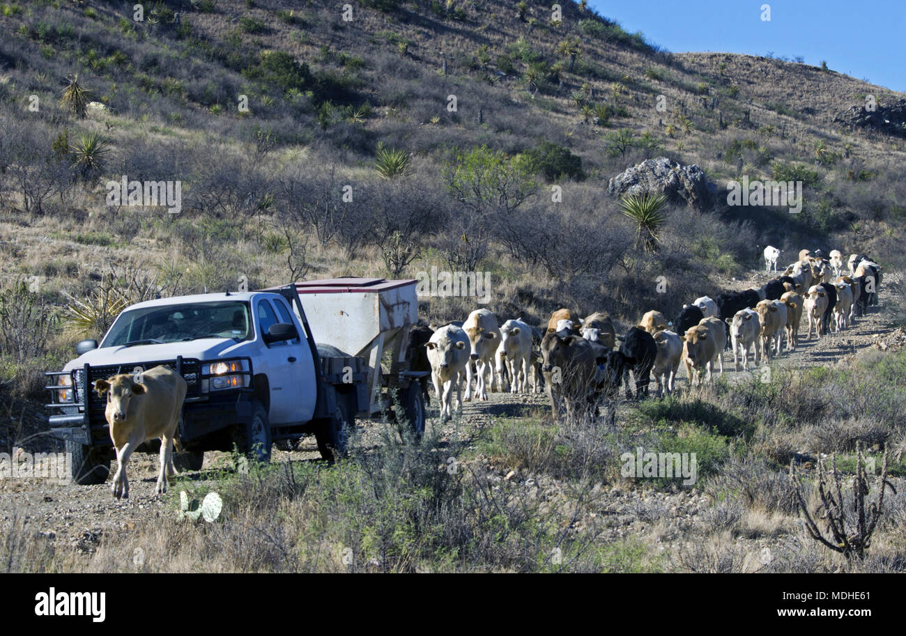 Cattle round-up before shipping on a West Texas ranch Stock Photo - Alamy