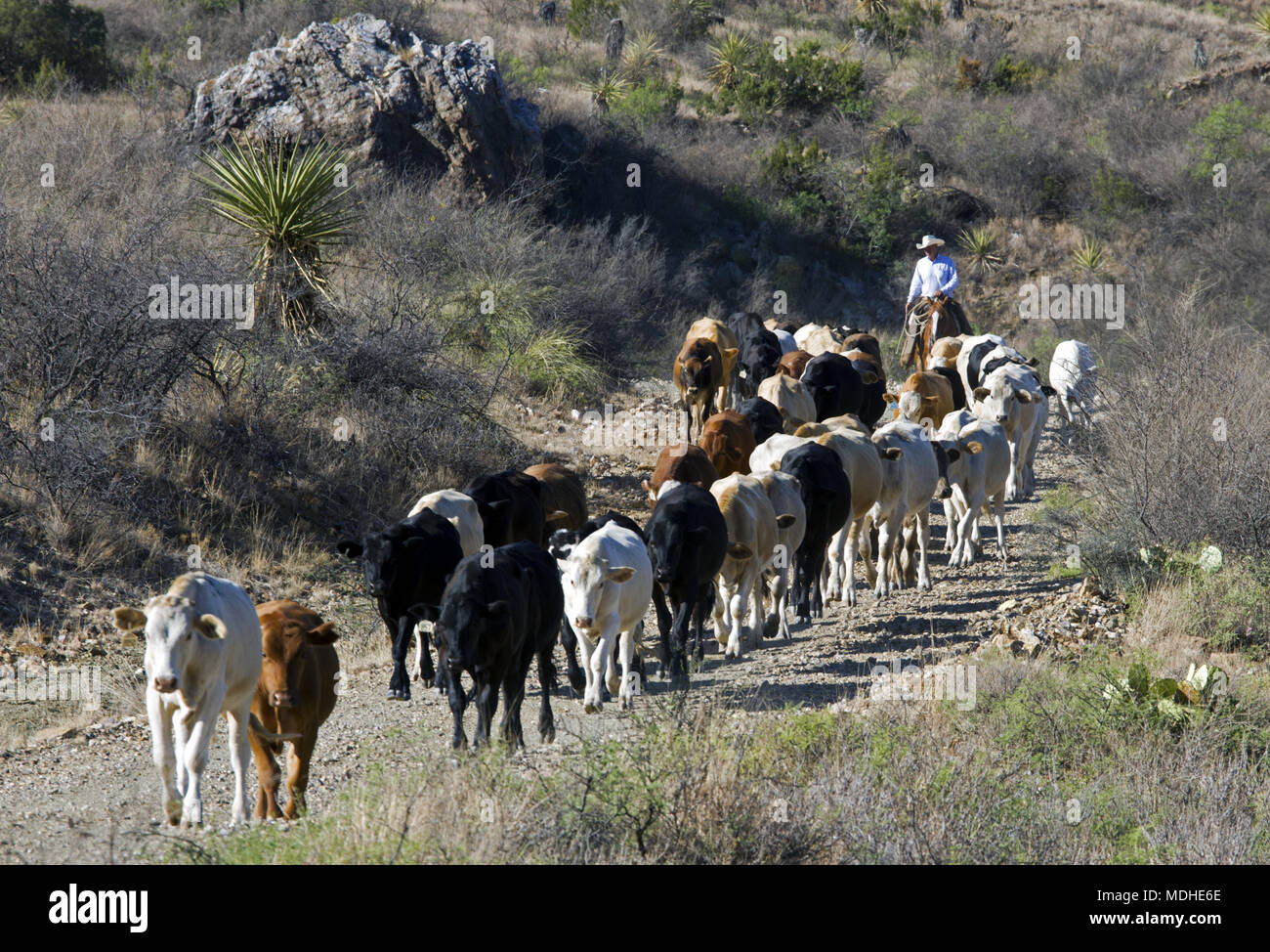 Cattle round-up before shipping on a West Texas ranch Stock Photo - Alamy