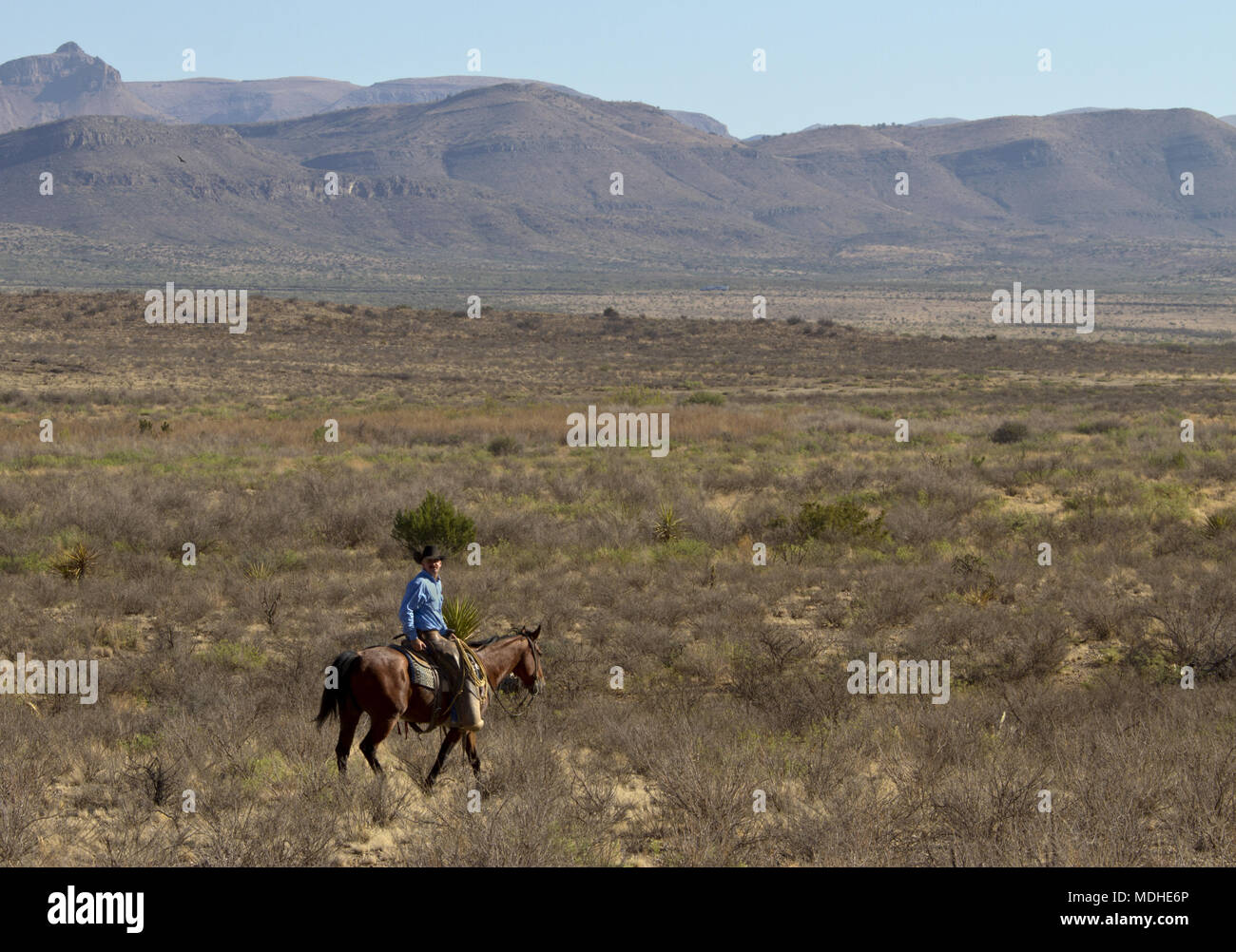Cowboy looking for stray cattle on a West Texas Ranch Stock Photo - Alamy