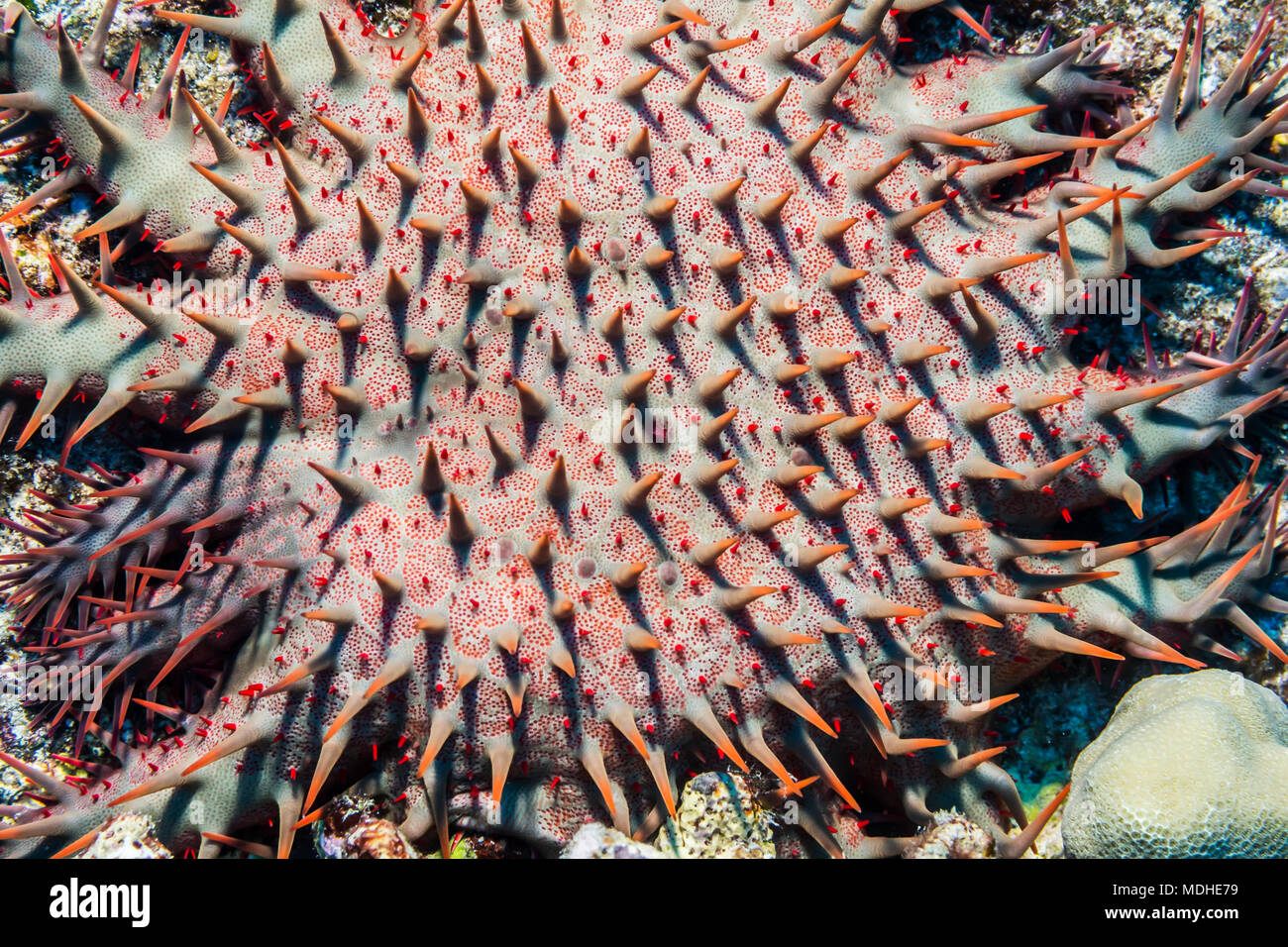 Crow of thorns starfish hi-res stock photography and images - Alamy