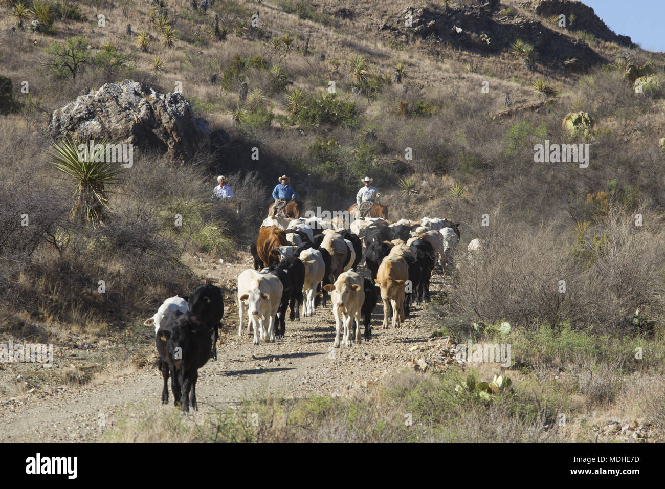 Cattle round-up before shipping on a West Texas ranch Stock Photo - Alamy