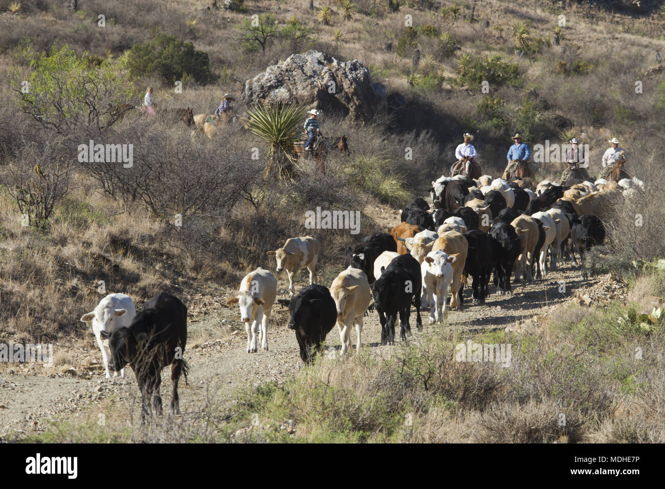 Cattle round-up before shipping on a West Texas ranch Stock Photo - Alamy