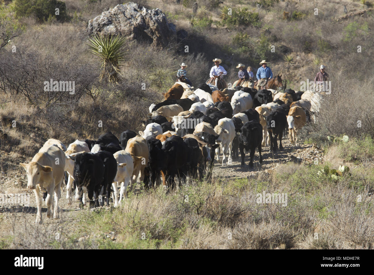 Cattle round-up before shipping on a West Texas ranch Stock Photo - Alamy