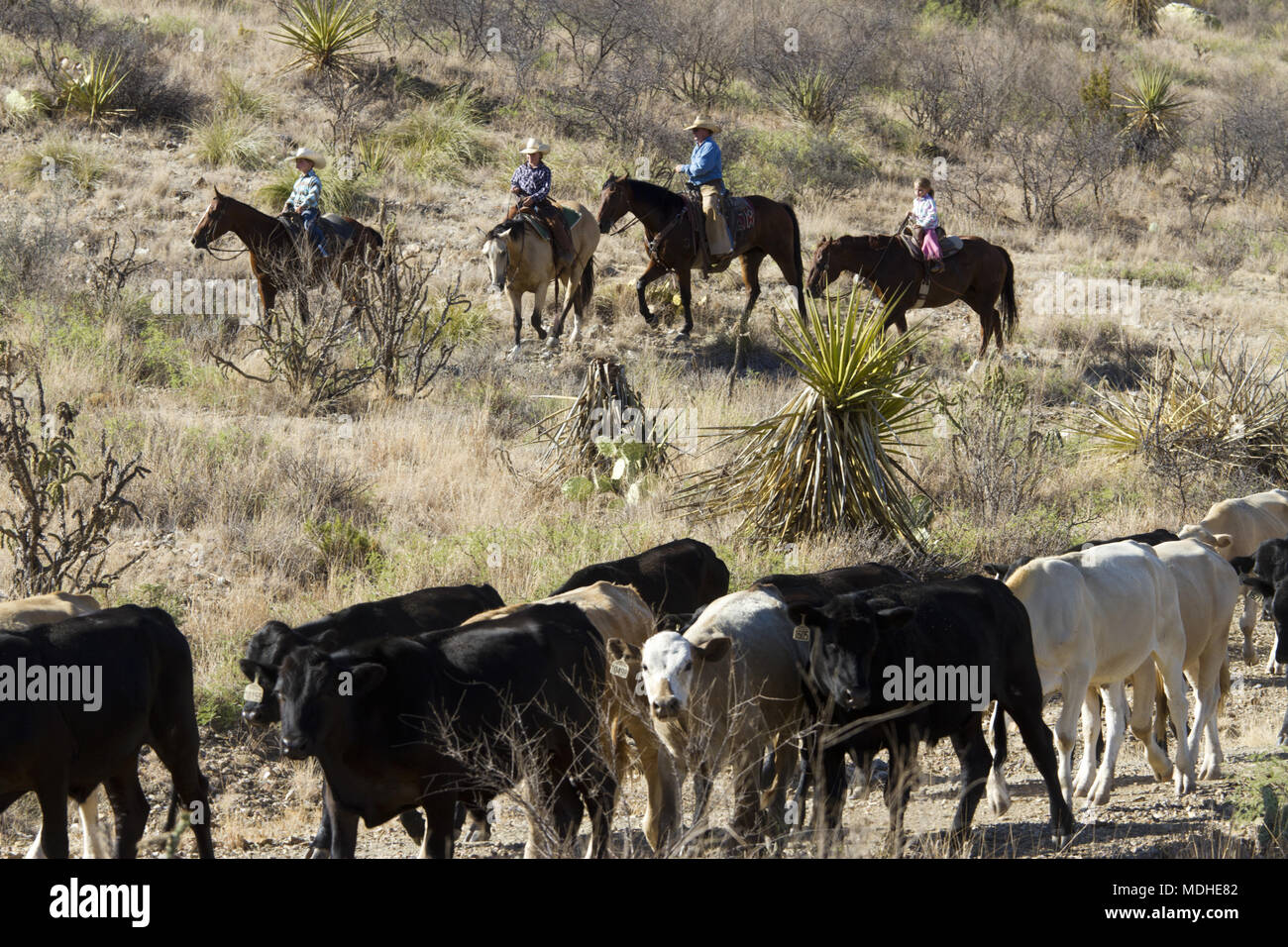 Cattle round-up before shipping on a West Texas ranch Stock Photo - Alamy