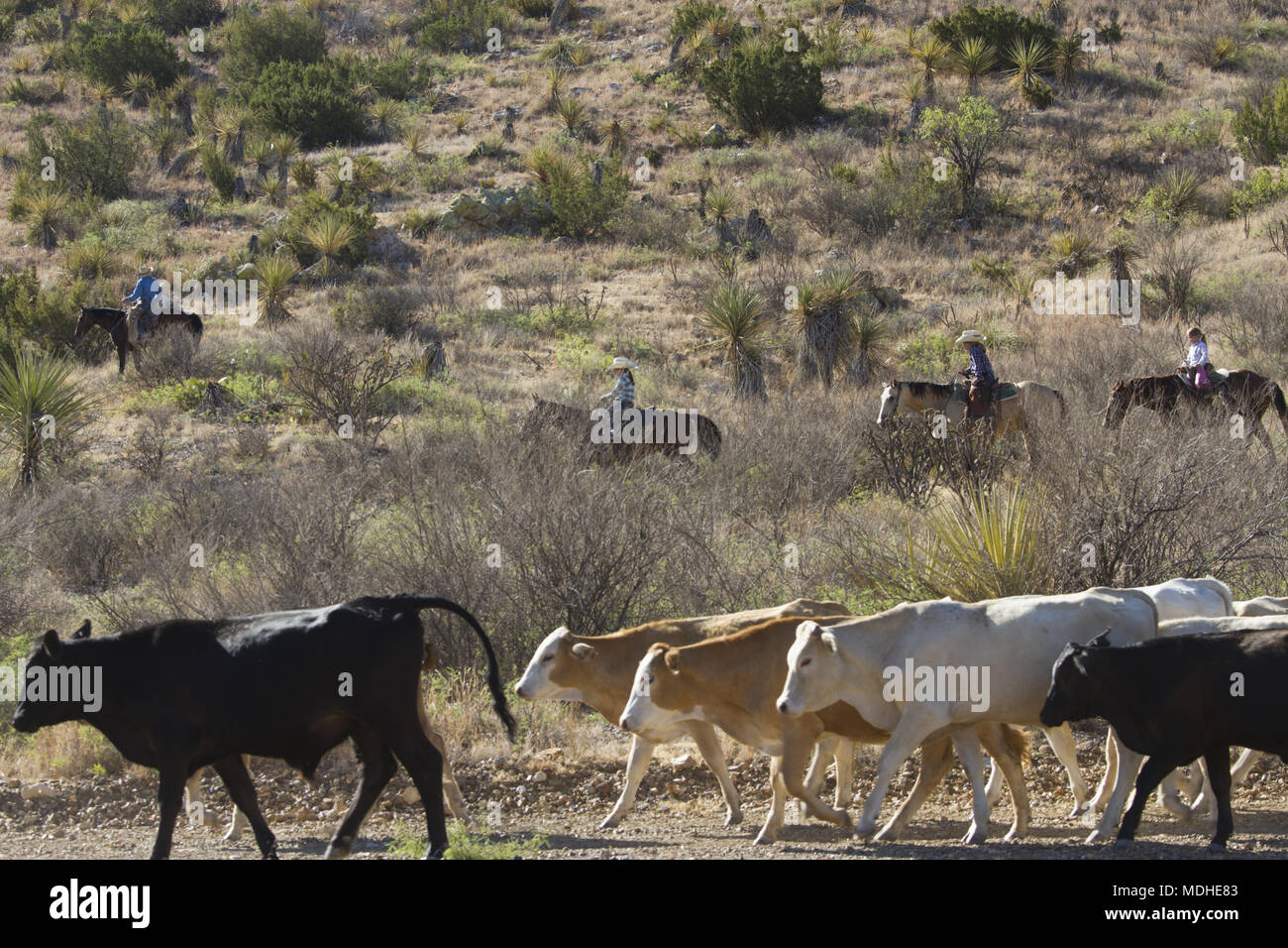 Cattle round-up before shipping on a West Texas ranch Stock Photo - Alamy