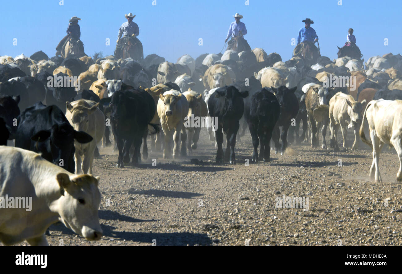 Cattle round up hi-res stock photography and images - Alamy
