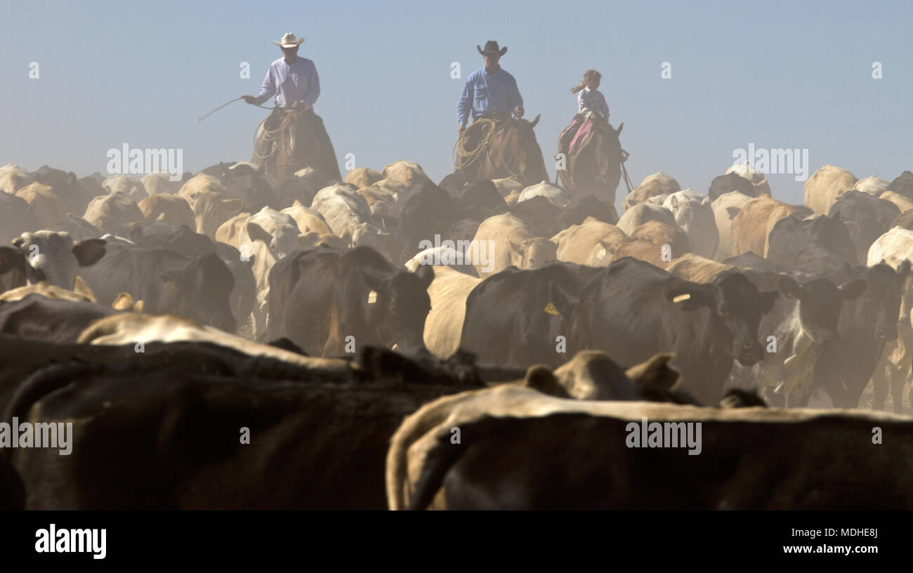 Cattle round-up before shipping on a West Texas ranch Stock Photo - Alamy