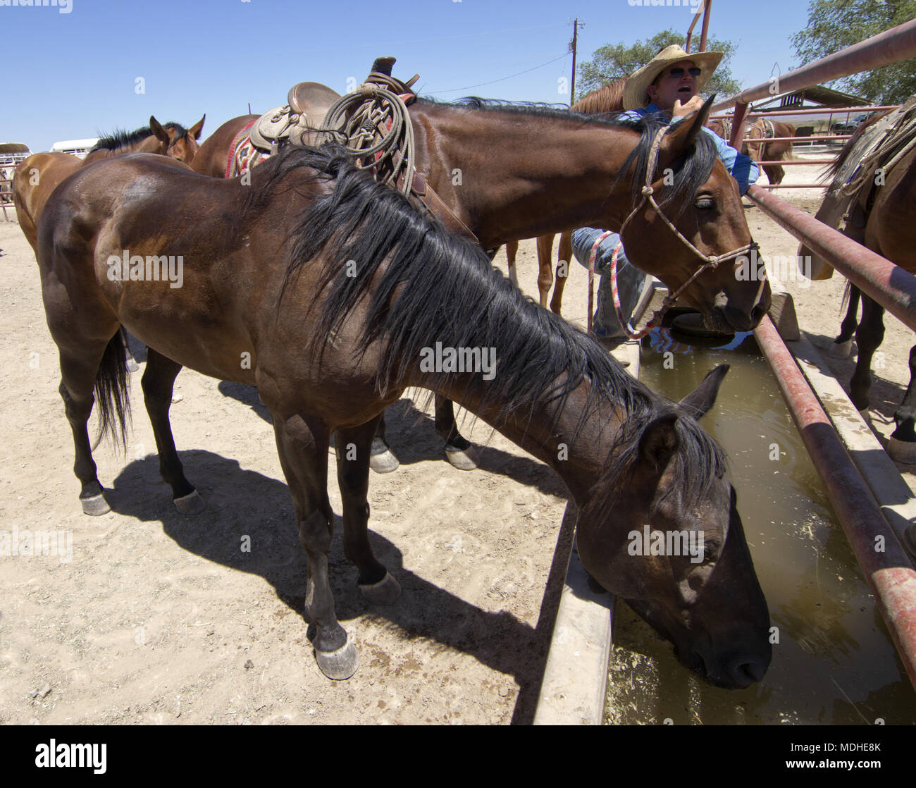 Cowboy riding horse drinking water hi-res stock photography and images ...
