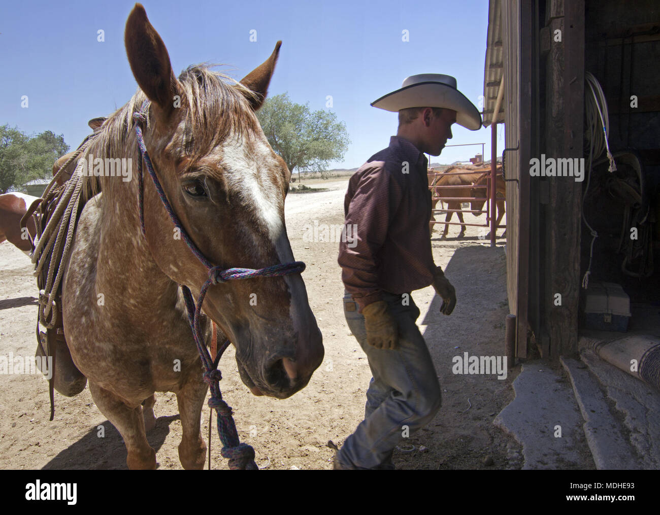 Usa West Texas Cowboy On Stock Photos & Usa West Texas Cowboy On Stock ...