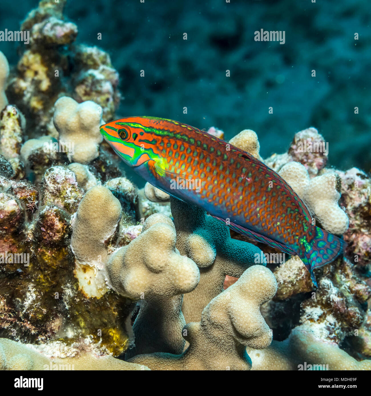 Halichoeres ornatissimus hi-res stock photography and images - Alamy