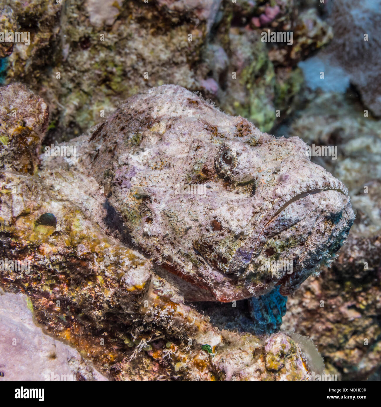 Scorpionfish hawaii hi-res stock photography and images - Alamy