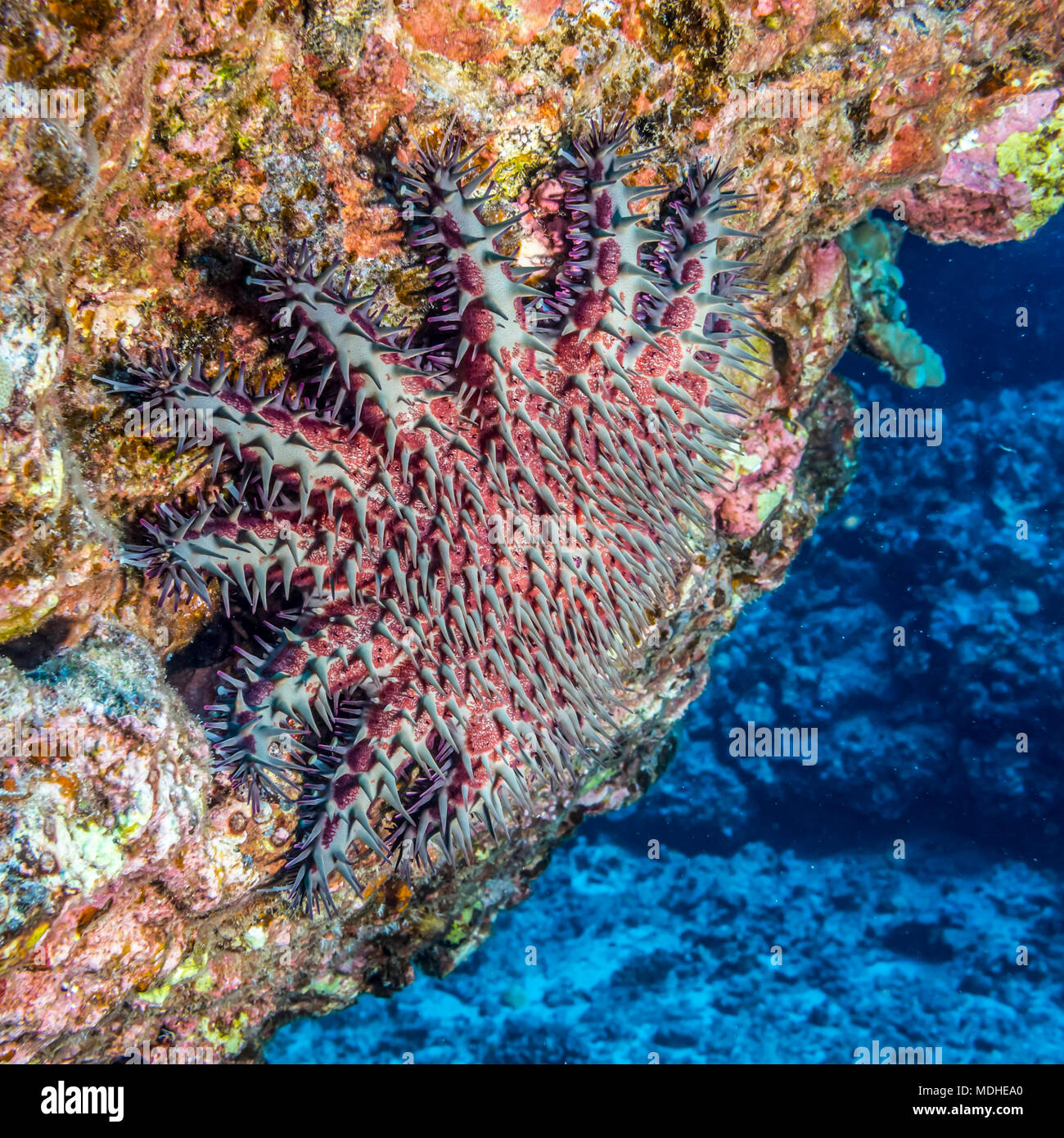 Crown of thorns starfish hawaii hi-res stock photography and images - Alamy