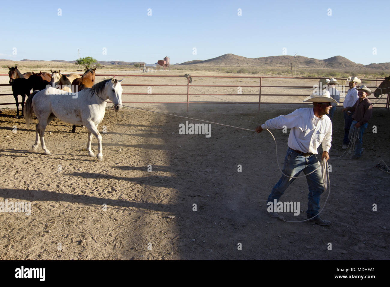 Rancher choosing horses to be used for a cattle round-up in a West ...