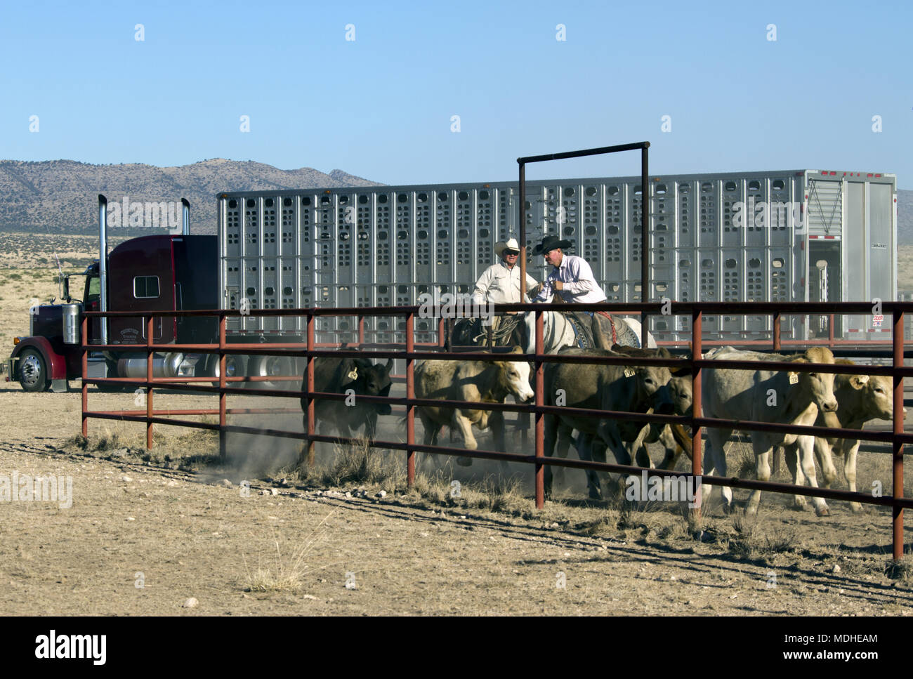 Cowboy driving horses hi-res stock photography and images - Alamy