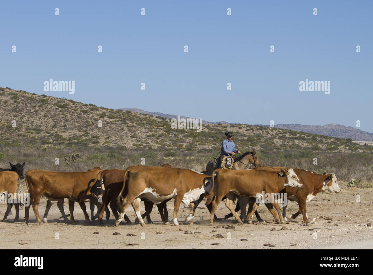 Cowboy Working With Cattle High Resolution Stock Photography and Images ...