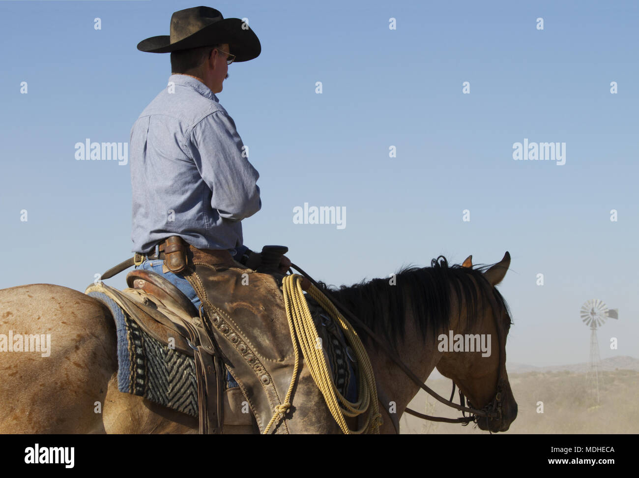 Cattle On West Texas Ranch Stock Photos & Cattle On West Texas Ranch ...