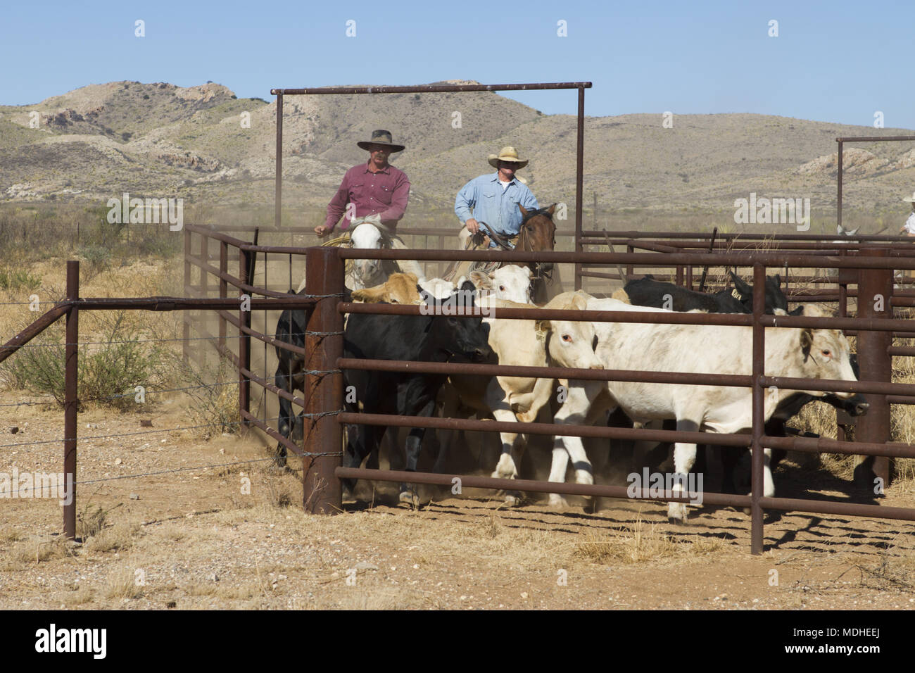 Cowboys driving cattle to a pen before shipping in a West Texas ranch ...