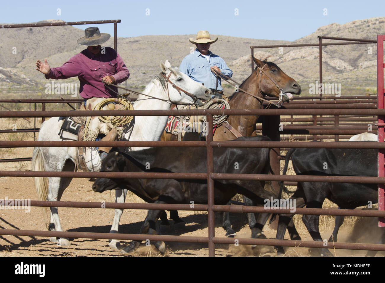 Cowboys driving cattle to a pen before shipping in a West Texas ranch ...