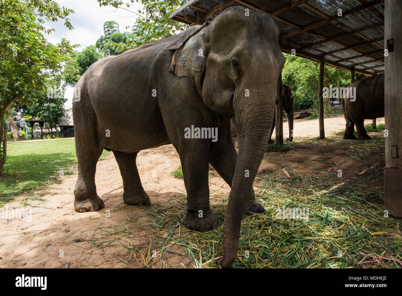 Elephant at Elephant Village; Luang Prabang, Laos Stock Photo - Alamy