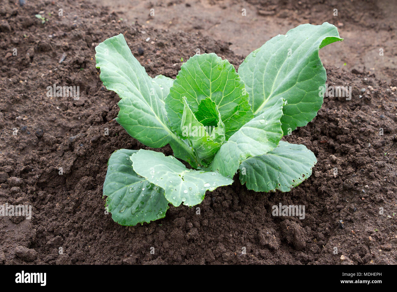 Green cabbage growing at the vegetable garden in summertime Stock Photo ...