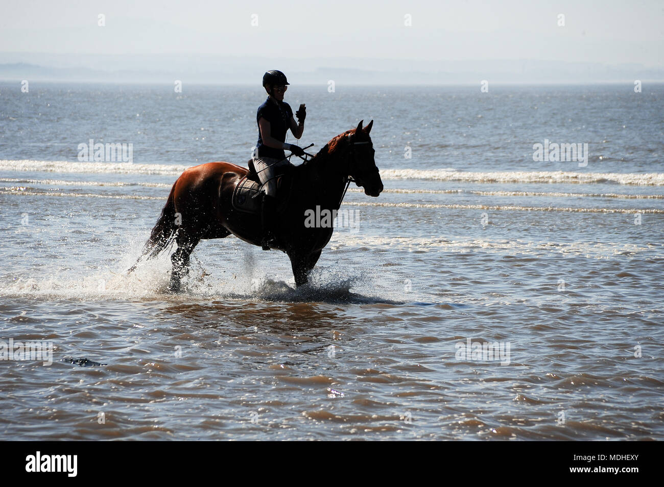 Horse on a beach Stock Photo - Alamy
