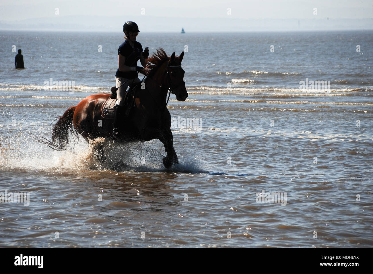 Horse on a beach Stock Photo - Alamy