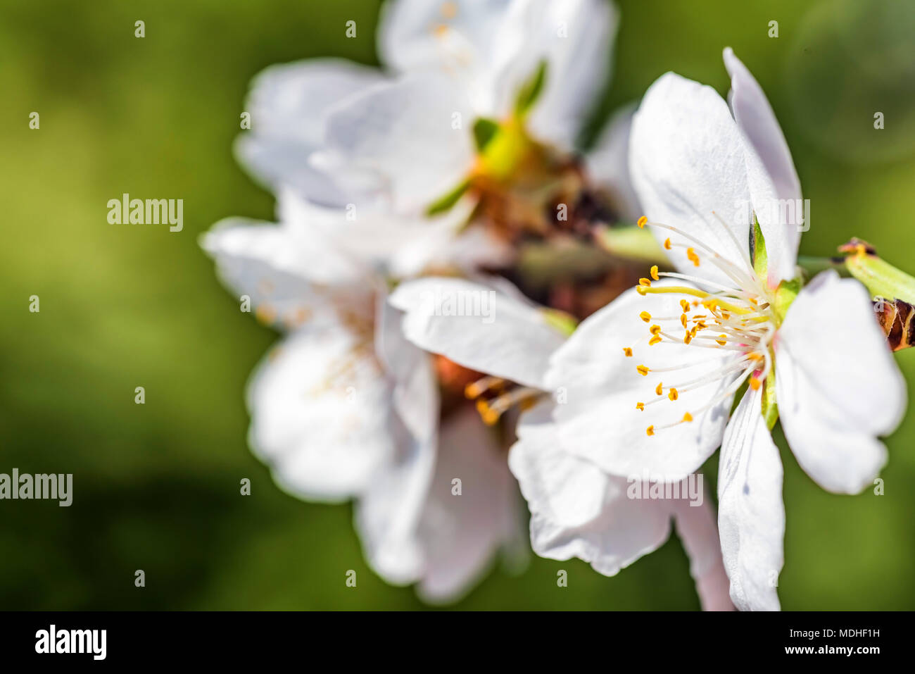 Flowering almond tree branch close Stock Photo - Alamy
