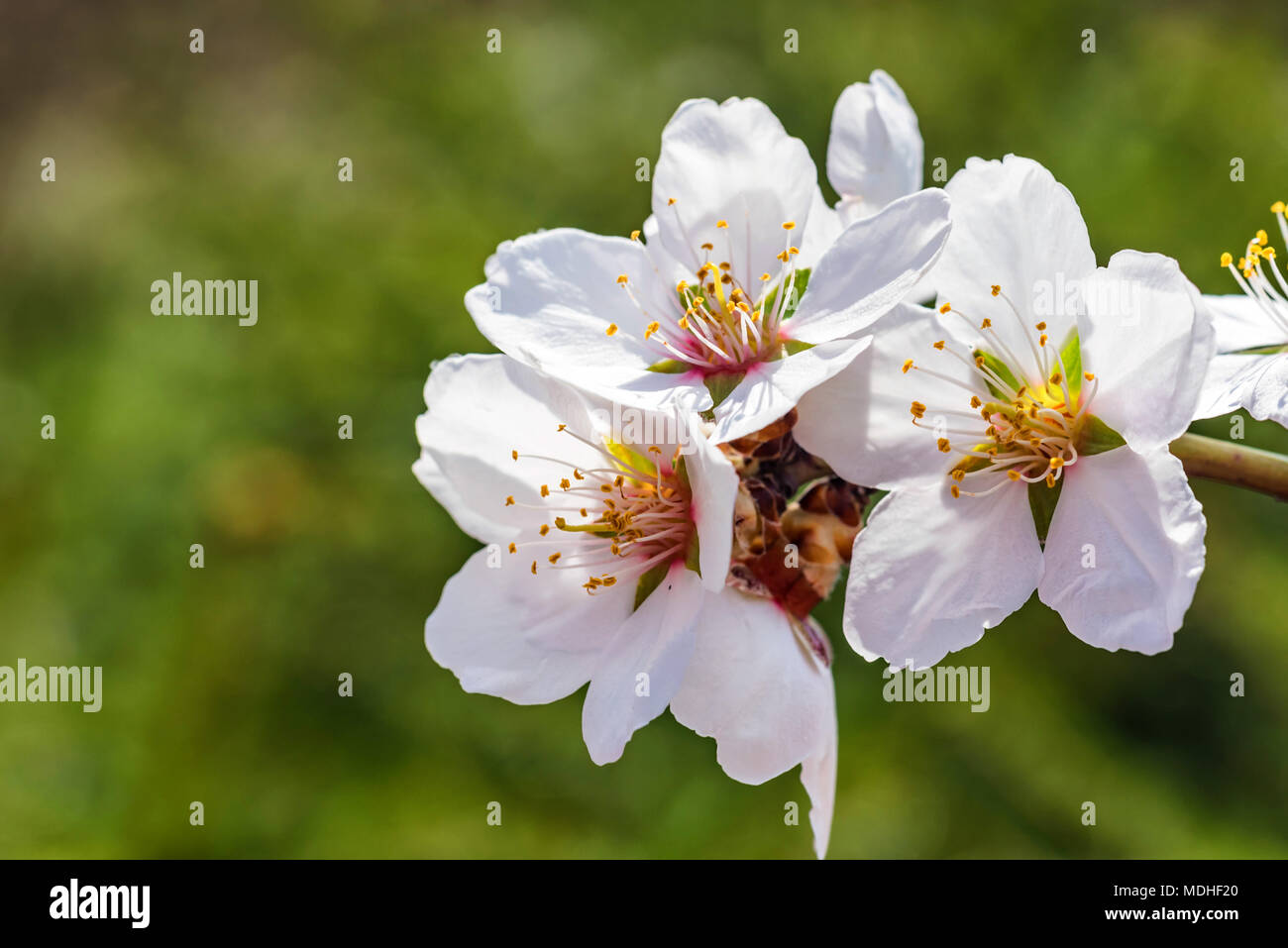 Flowering almond tree branch close Stock Photo - Alamy
