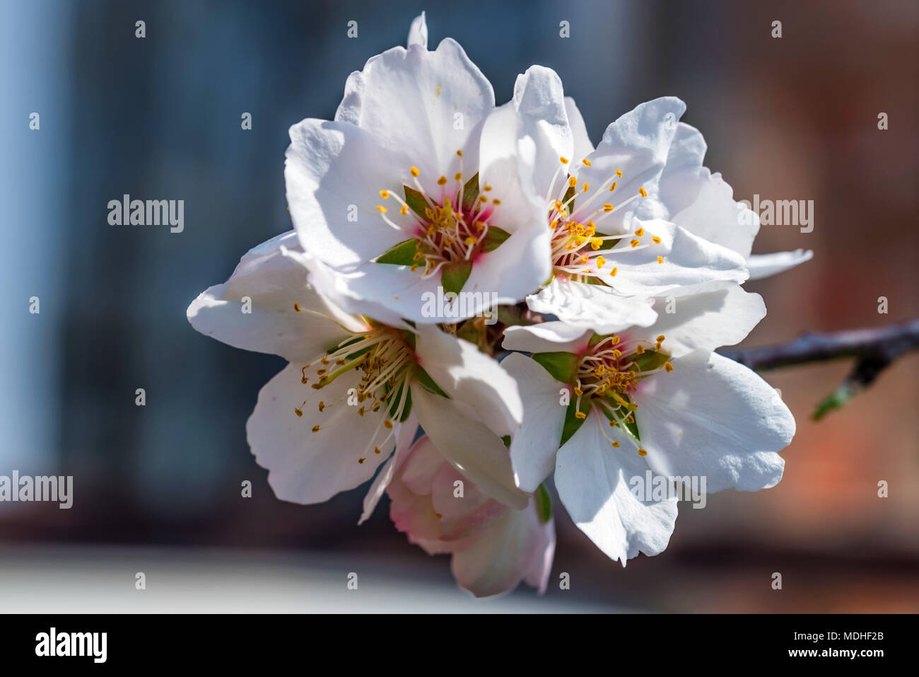 Flowering almond tree branch close Stock Photo - Alamy
