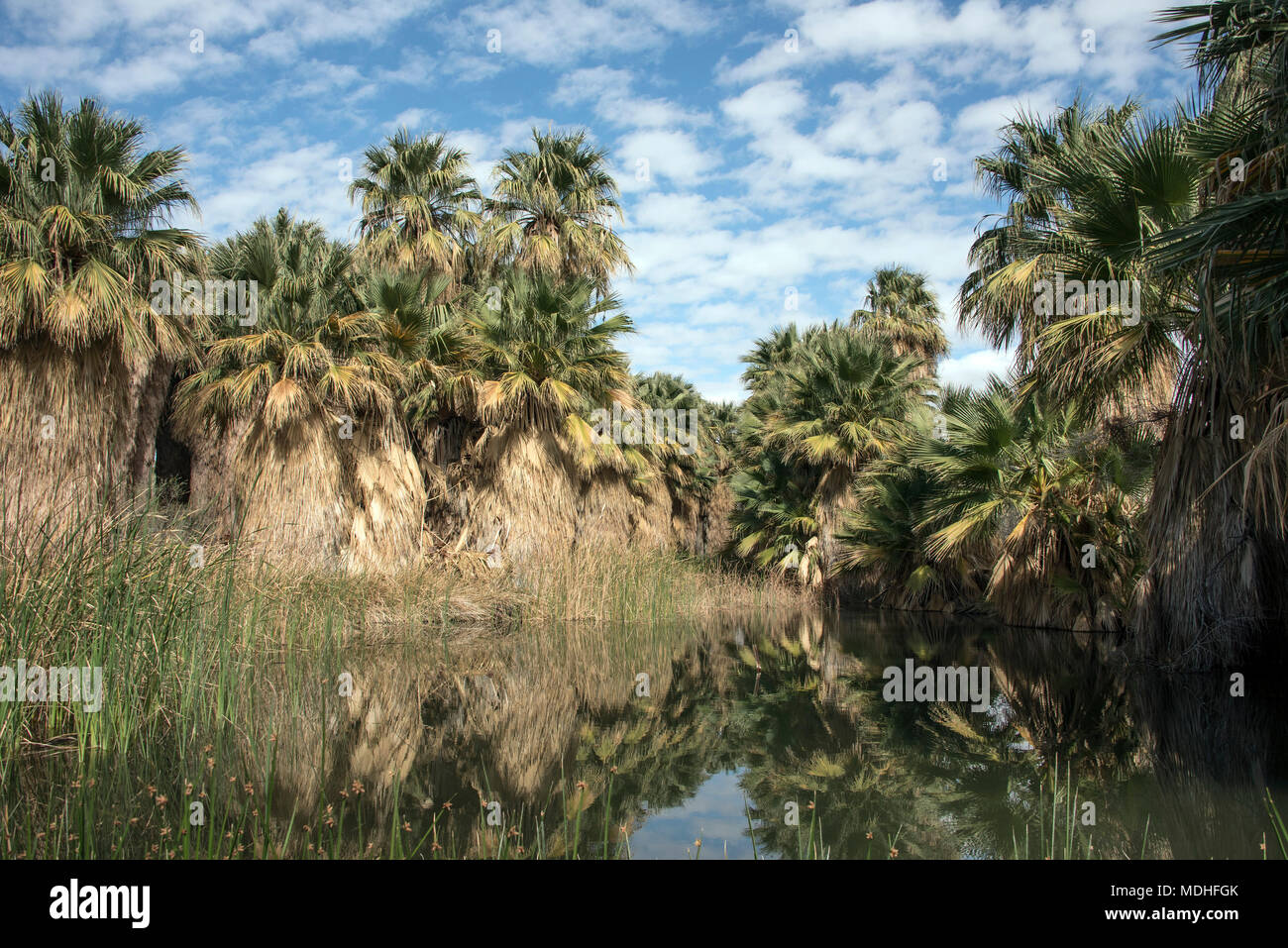 1000 Palms Oasis Stock Photo - Alamy