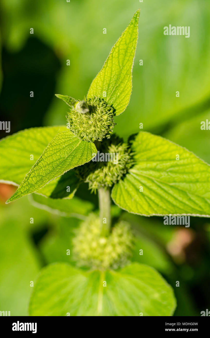 Green plant with round inflorescences like a sphere Stock Photo - Alamy