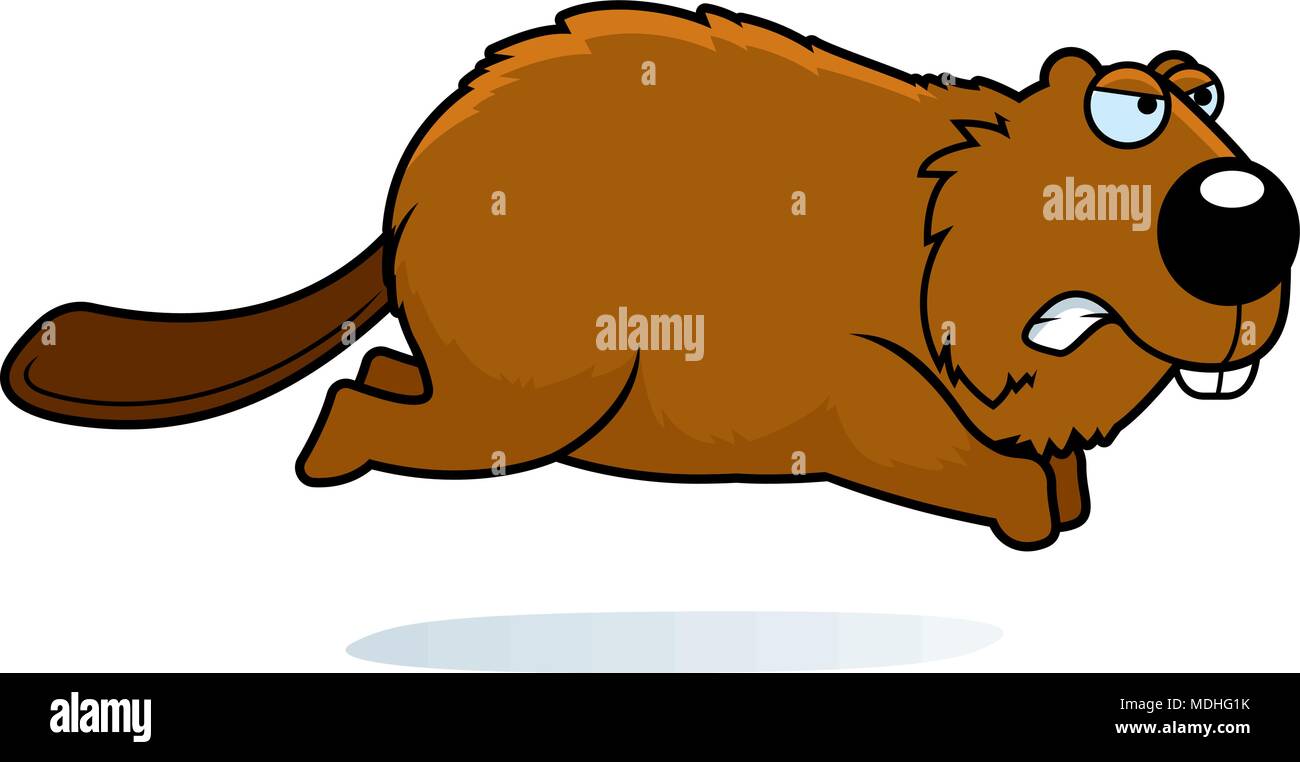 A cartoon illustration of a beaver angry and running Stock Vector Image ...