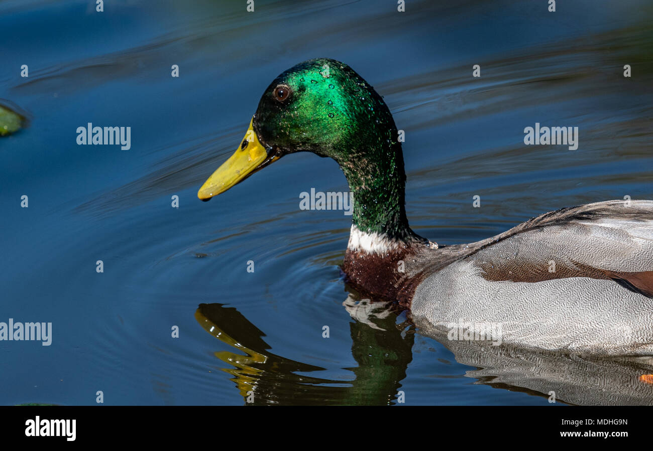 Wild mallard uk hi-res stock photography and images - Alamy