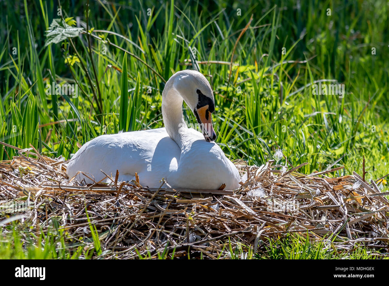 Swan sitting on its nest at Woods Mill Wild Life Trust Stock Photo - Alamy
