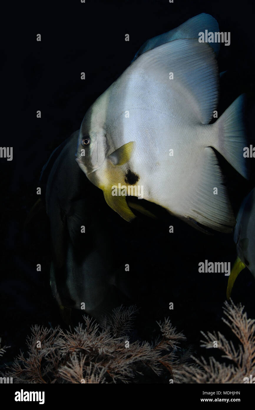 Group of batfish is swimming over a coral bush, Balicasag island ...