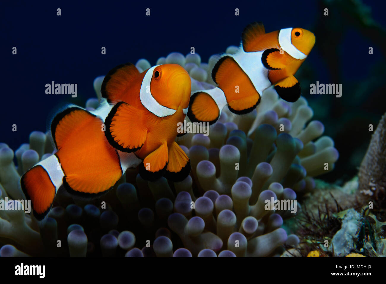 Couple of clownfish (Western clownfish (Ocellaris Clownfish, False ...