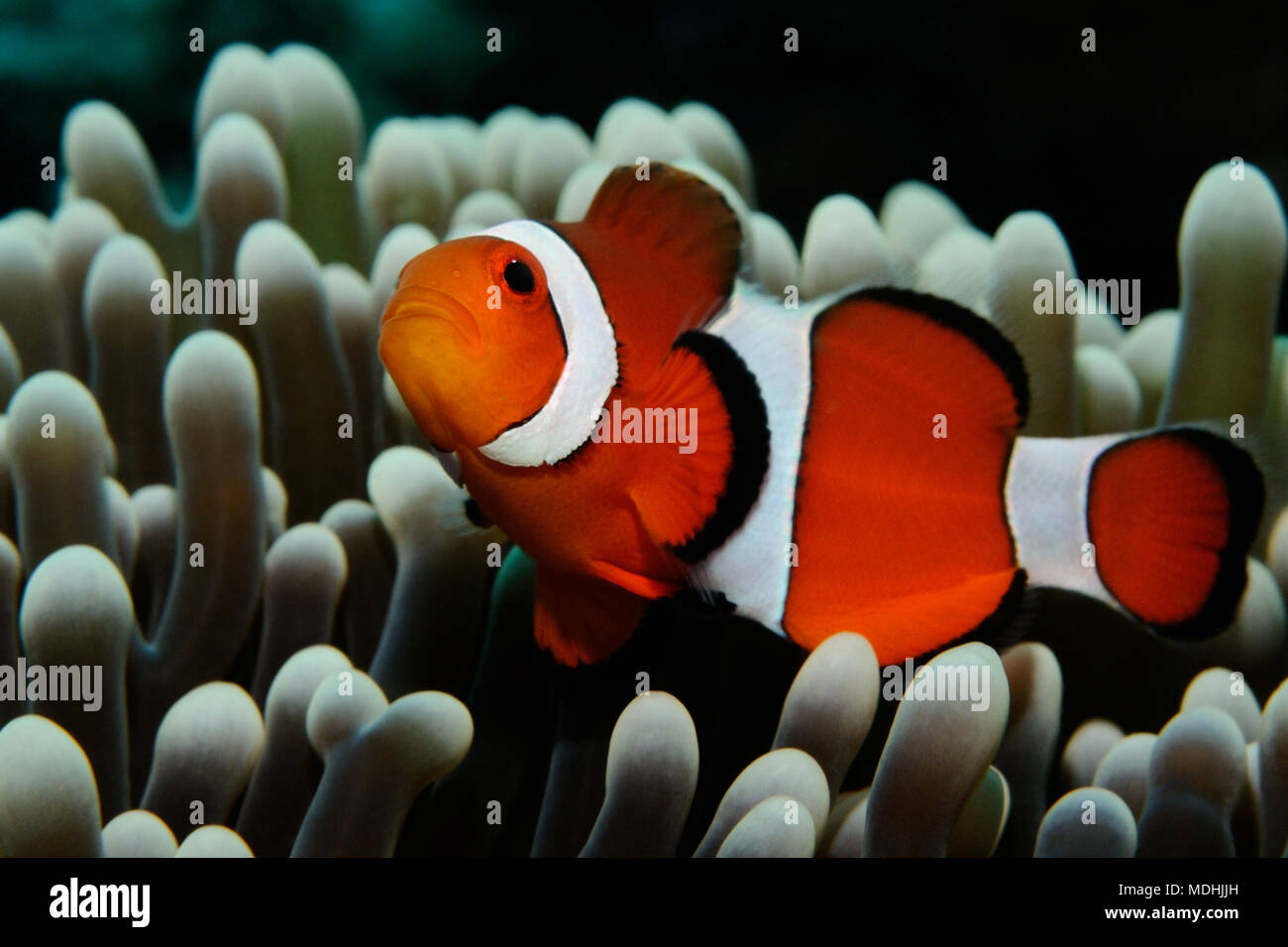 Amphiprion (Western clownfish (Ocellaris Clownfish, False Percula ...