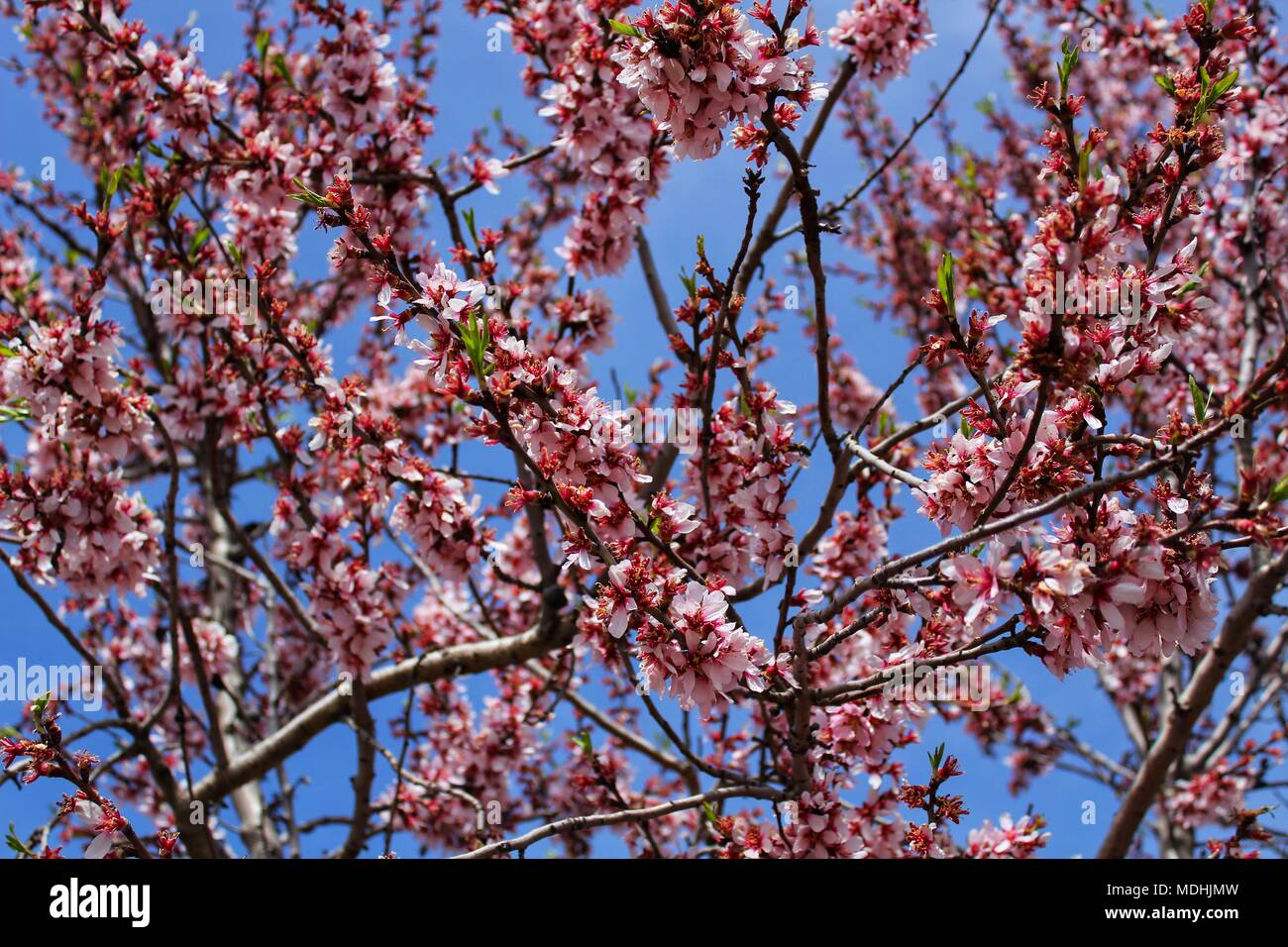 Pink Almond tree Flowers in bloom under blue sky Stock Photo - Alamy
