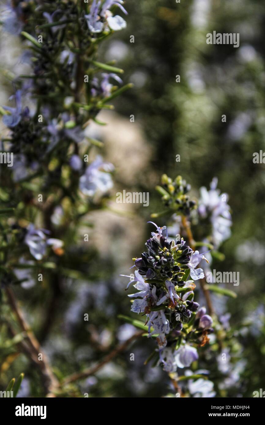 Rosmarinus Officinalis plant in the garden in spring Stock Photo - Alamy