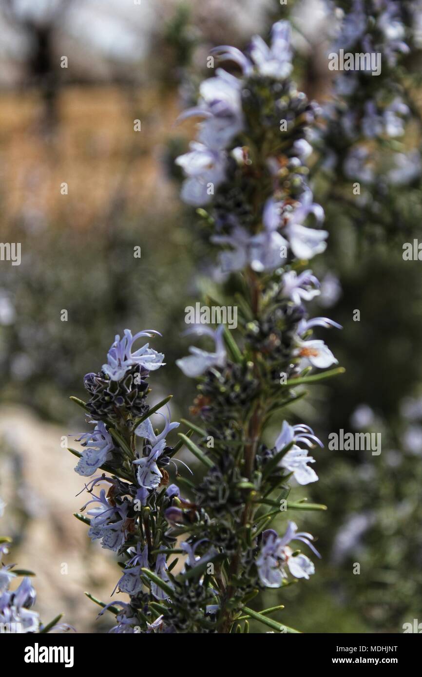 Rosmarinus Officinalis plant in the garden in spring Stock Photo - Alamy