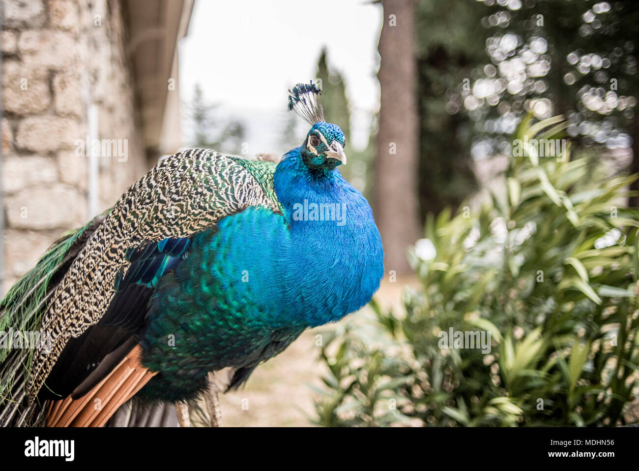 A peacock on the territory of Monastery of Saint Naum, 10th century ...