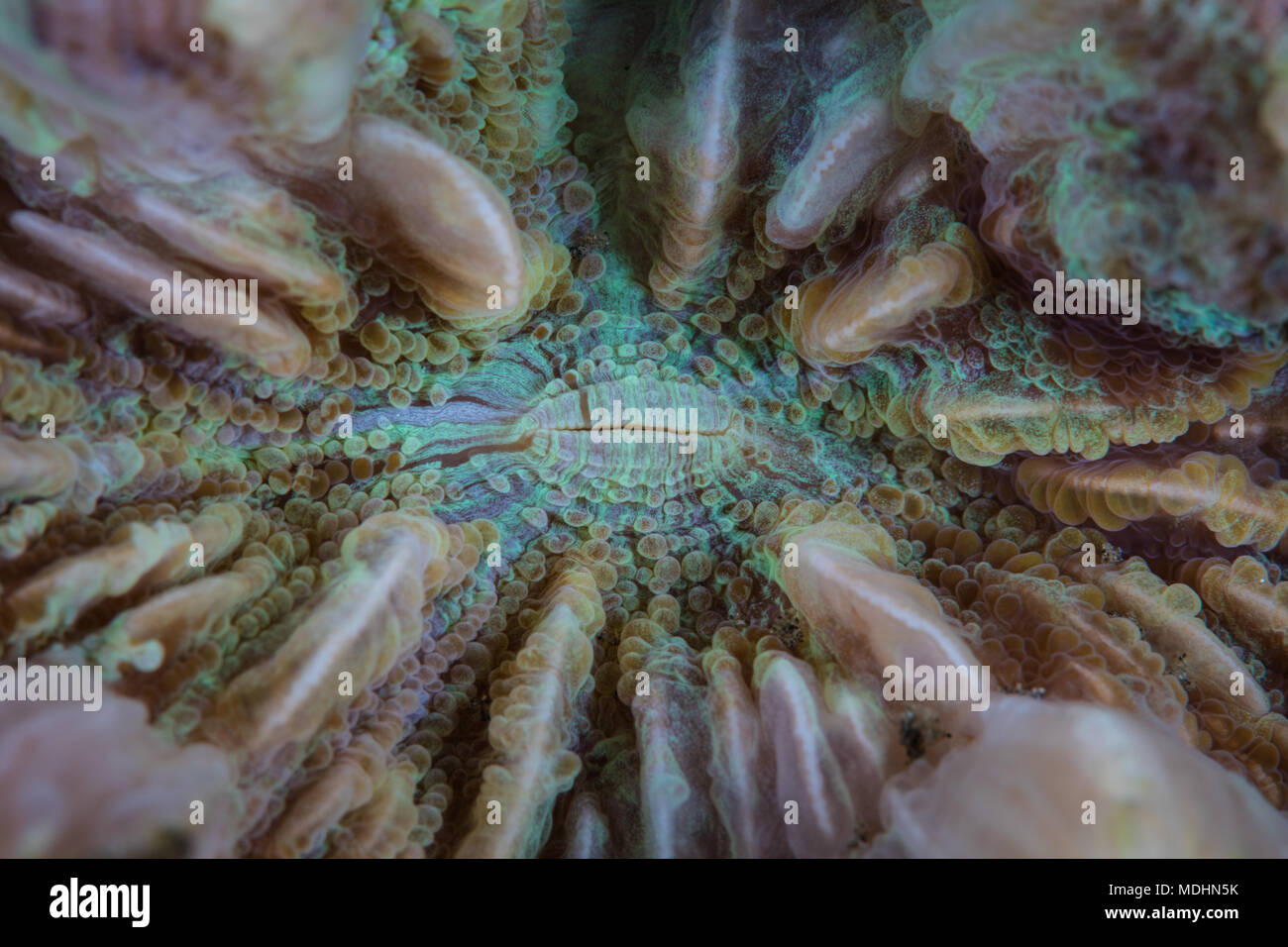 Coral polyp hi-res stock photography and images - Alamy