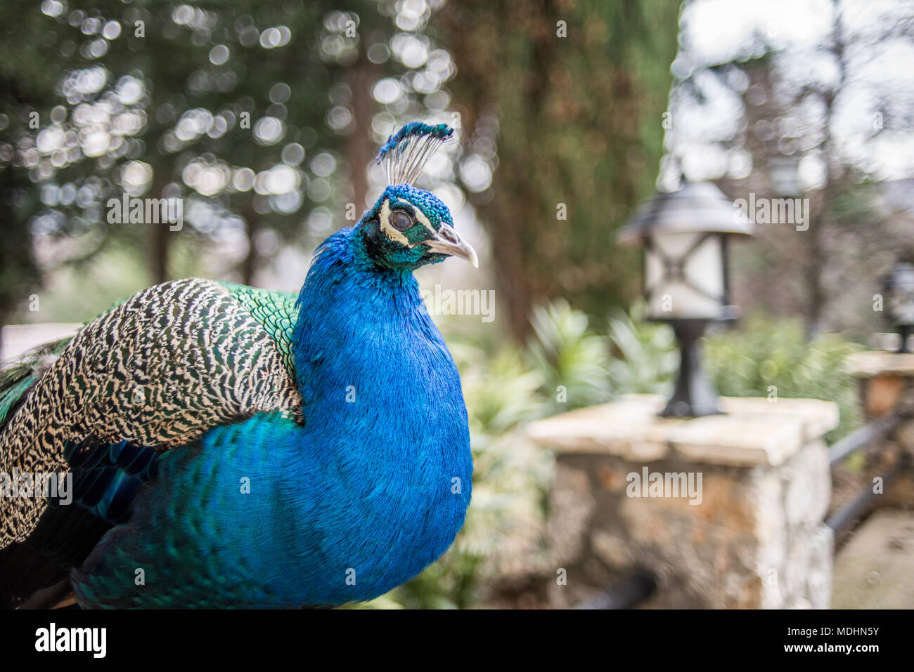 A peacock on the territory of Monastery of Saint Naum, 10th century ...