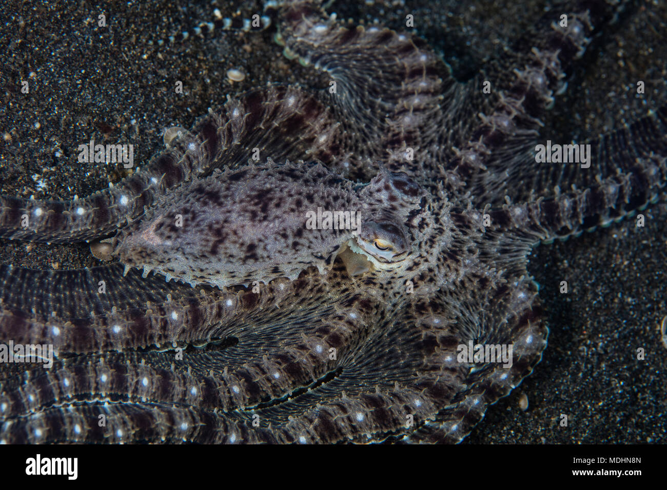 Amazing mimic hi-res stock photography and images - Alamy