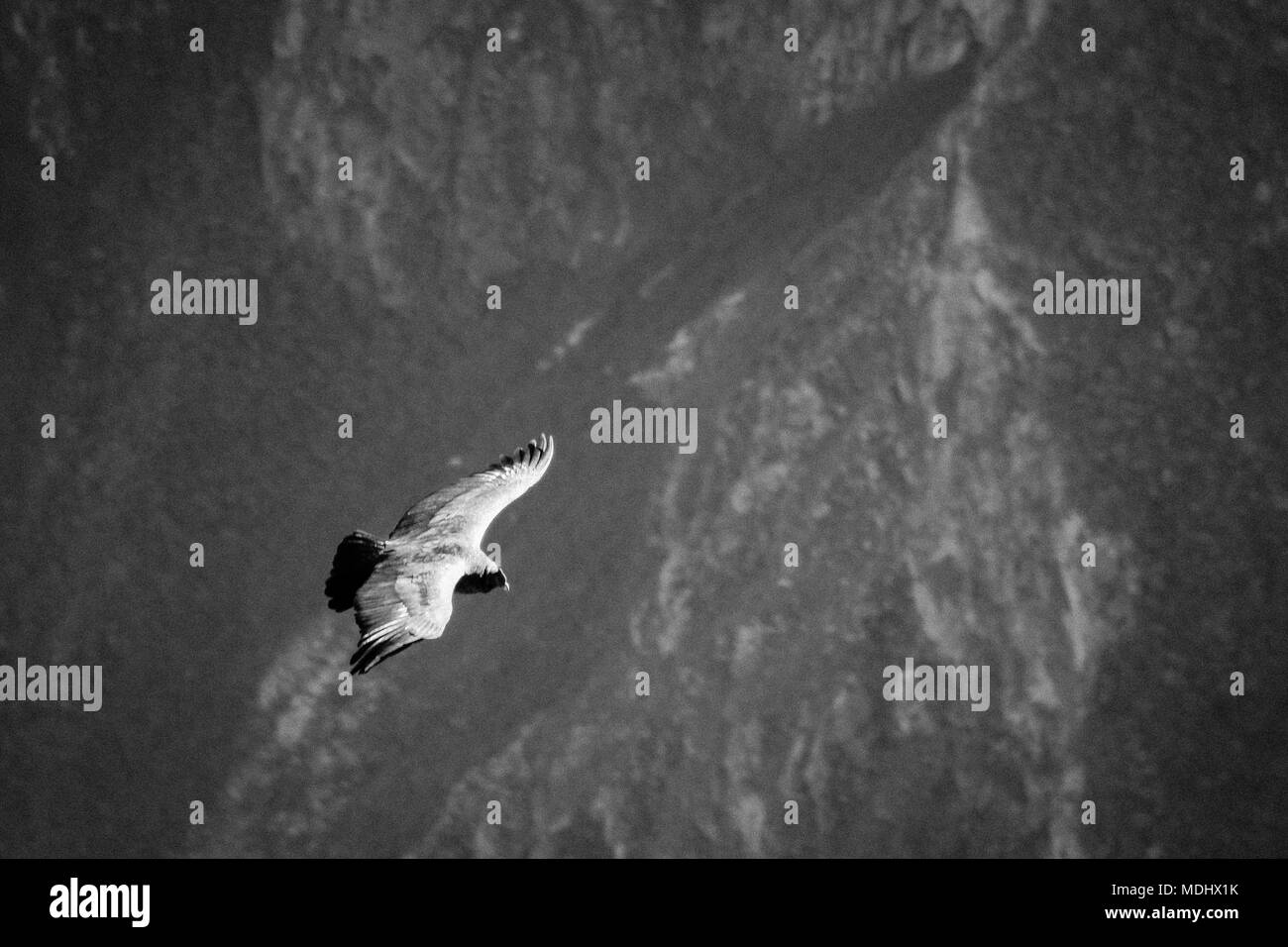 Flying condor peru Black and White Stock Photos & Images - Alamy