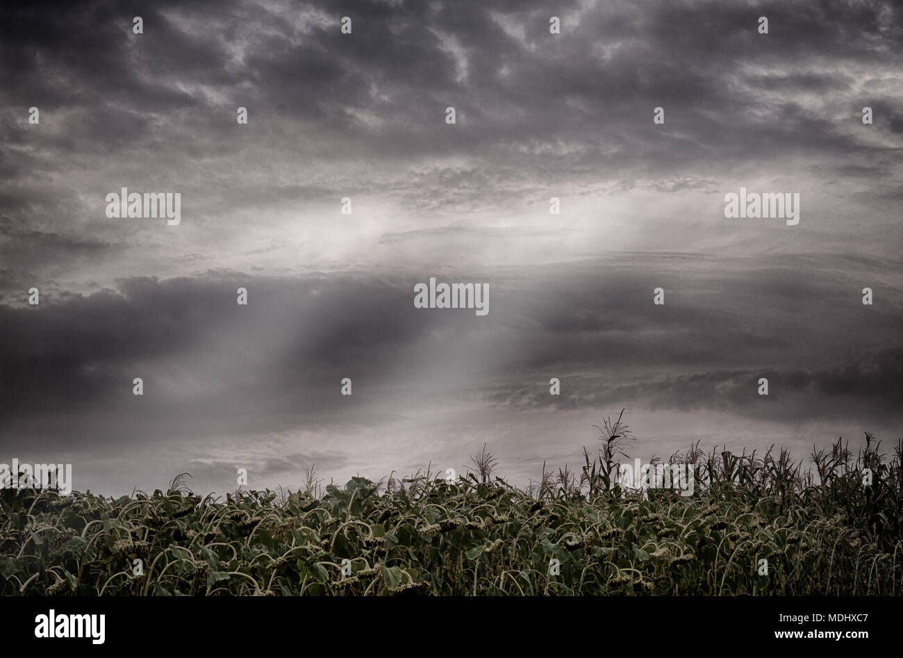 Clam before the storm hi-res stock photography and images - Alamy