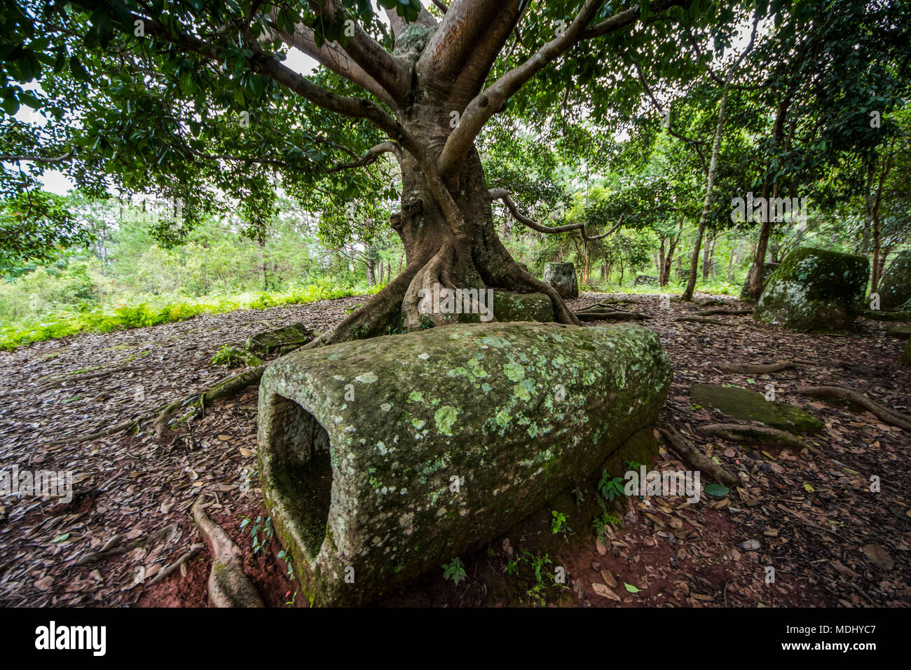 Megalithic stone jars at Site 2, Plain of Jars; Xiangkhouang, Laos ...