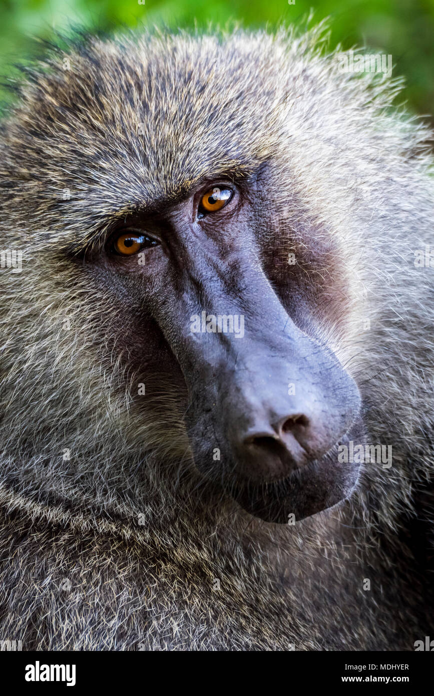 Baboon head hi-res stock photography and images - Alamy