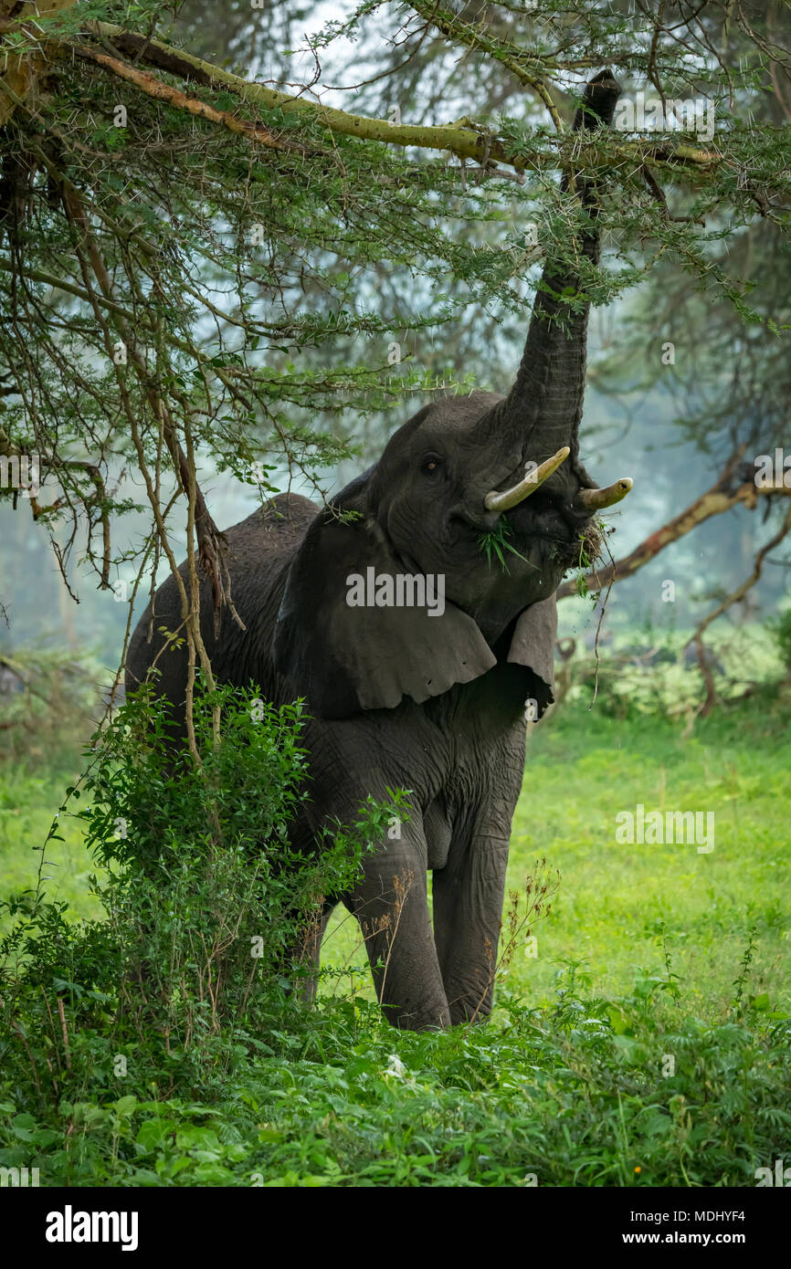 Elephant trunk tree hi-res stock photography and images - Alamy
