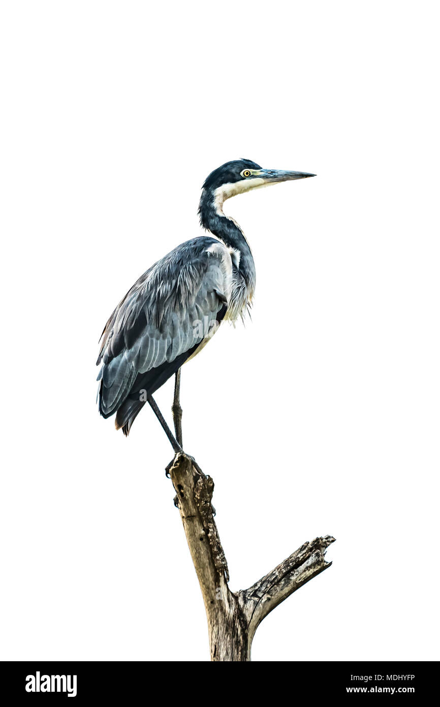 Black-headed heron (Ardea melanocephala) stands in profile on a forked ...